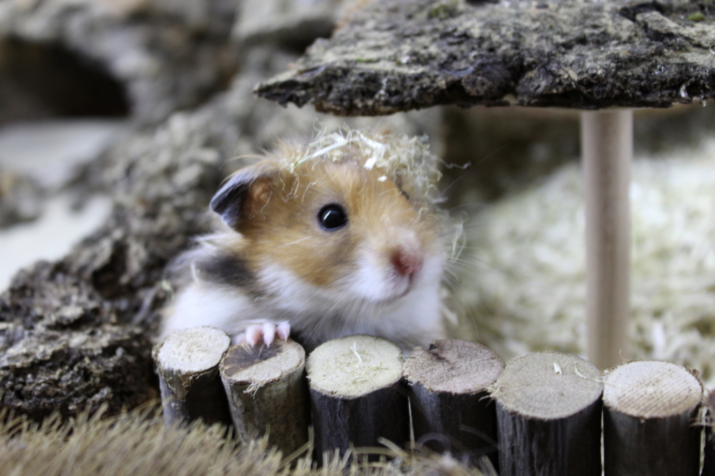 Der Teddyhamster - alles Wichtige rund um den plüschigen Gesellen
