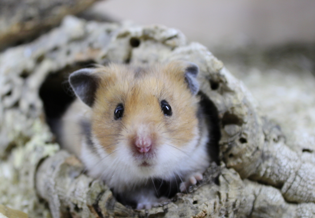 Tipps und Tricks für's Teddyhamster Kaufen - teddyhamster.net