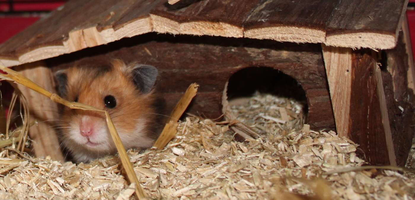 Teddyhamster Haltung - artgerecht, naturnah und einfach