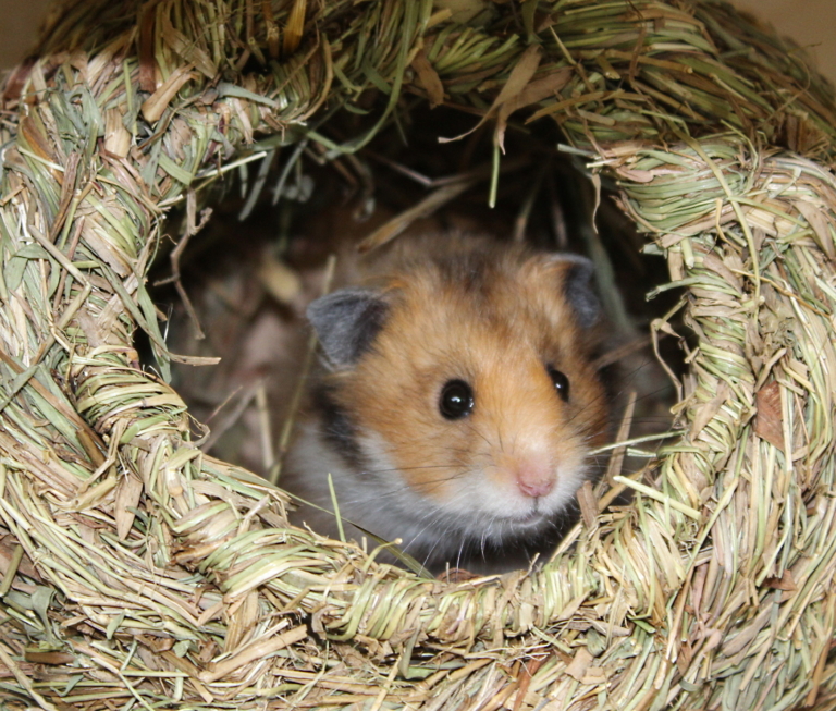 Teddyhamster Haltung - artgerecht, naturnah und einfach