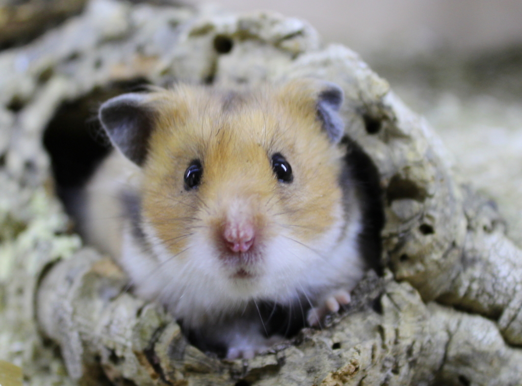 Teddyhamster Herkunft, Abstammung und Wurzeln