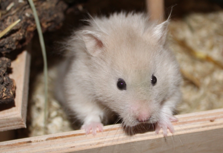 Der Teddyhamster - alles Wichtige rund um den plüschigen Gesellen