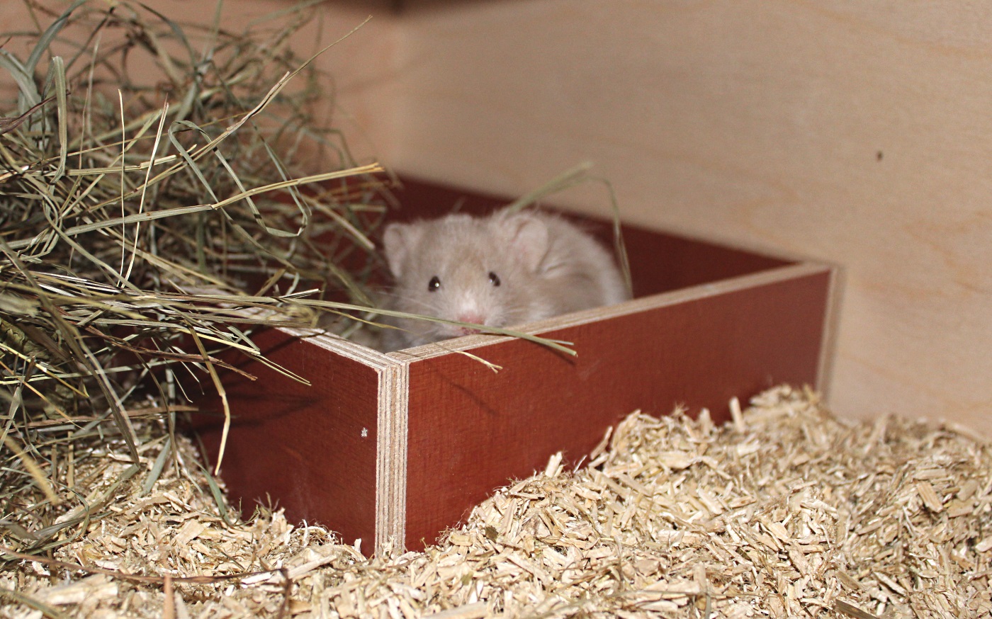 Hamster Sandbad - Spaß und Wellness für den Hamster