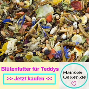 Der Teddyhamster - alles Wichtige rund um den plüschigen Gesellen